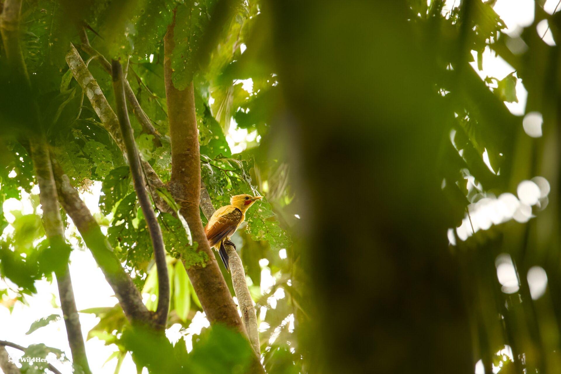 Amazon’s Pikachu?! How to Find the Cream-colored Woodpecker | WildHerping