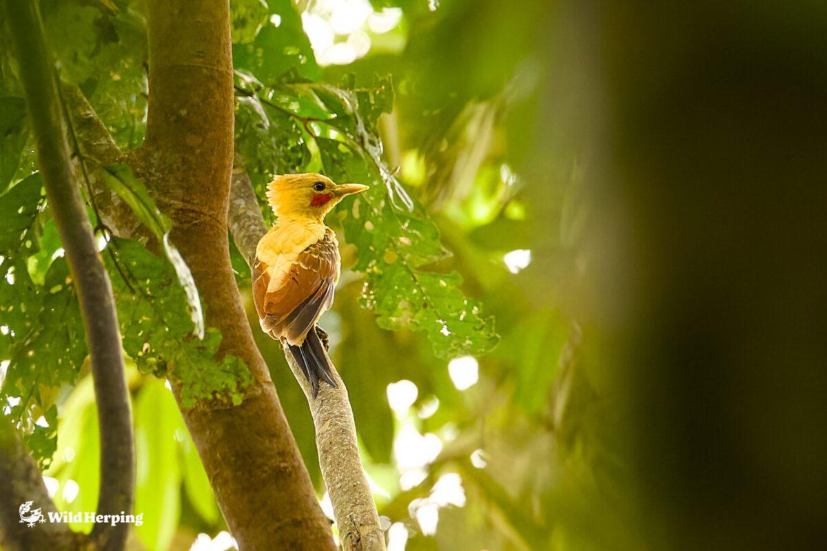 Amazon’s Pikachu?! How to Find the Cream-colored Woodpecker | WildHerping
