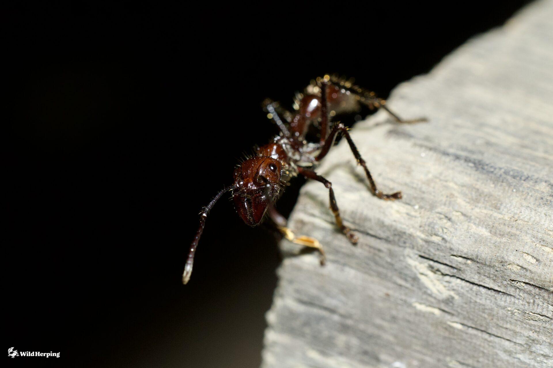 The Most Feared Creature in the Amazon Jungle by Indigenous People ...