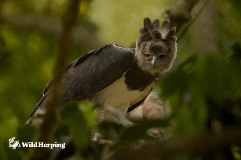 How to Find the Harpy Eagle | WildHerping
