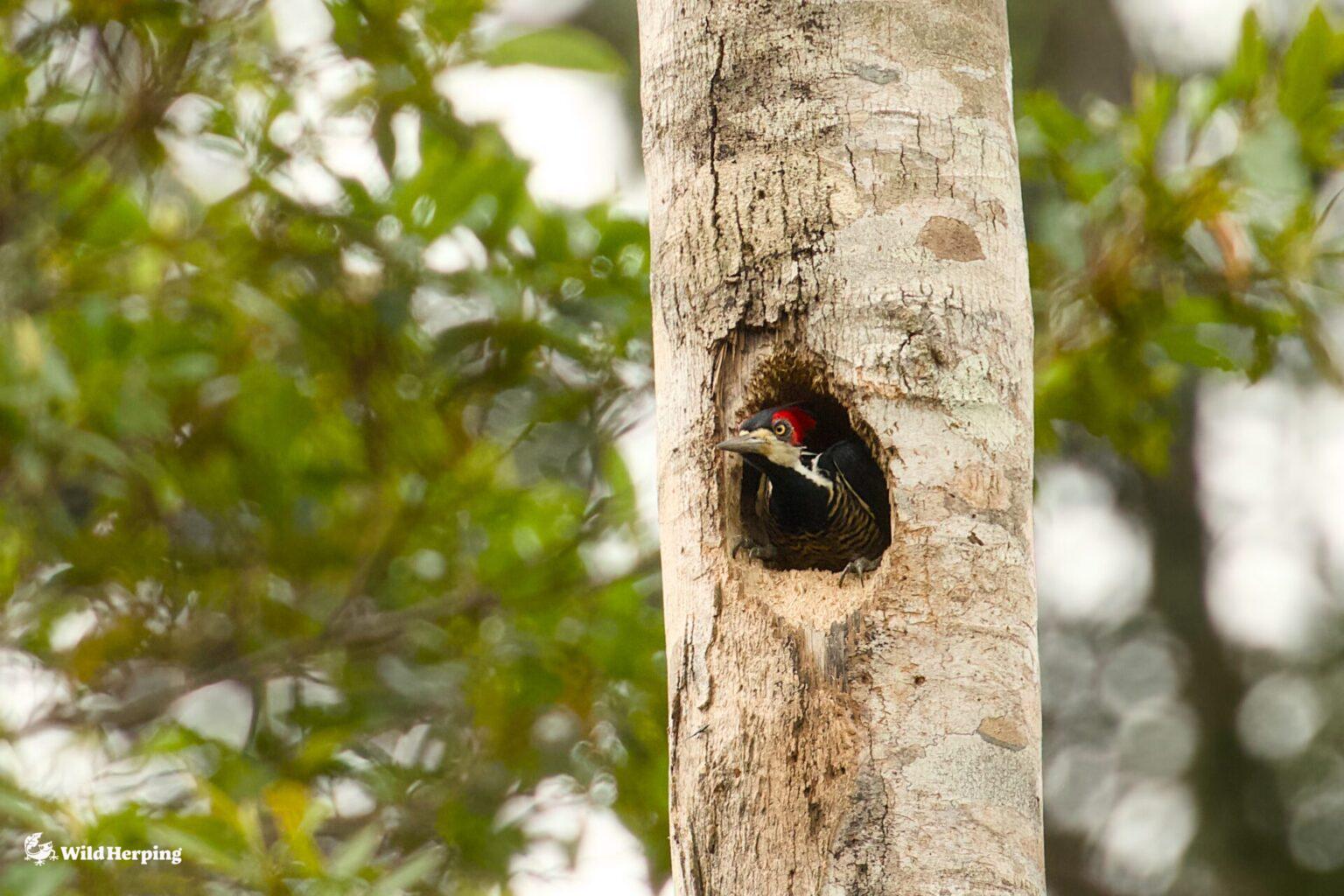 Amazon’s Pikachu?! How to Find the Cream-colored Woodpecker | WildHerping