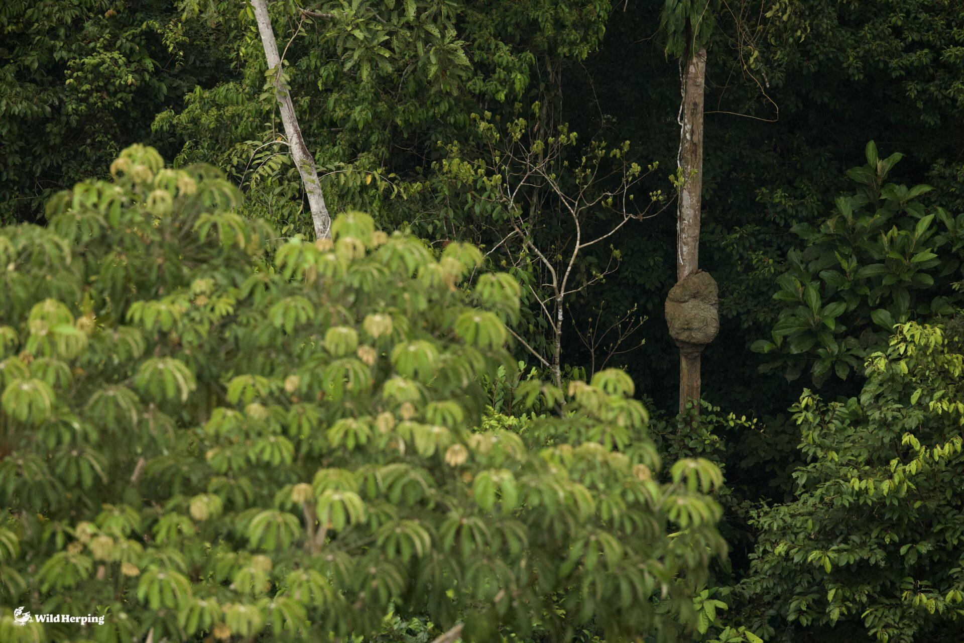 Amazon’s Pikachu?! How to Find the Cream-colored Woodpecker | WildHerping