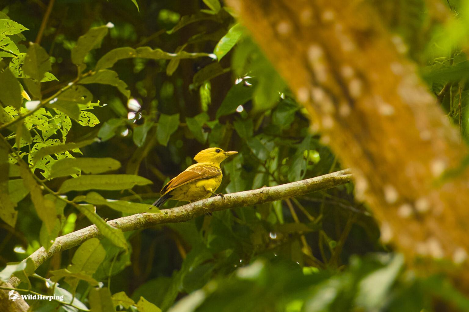 Amazon’s Pikachu?! How to Find the Cream-colored Woodpecker | WildHerping