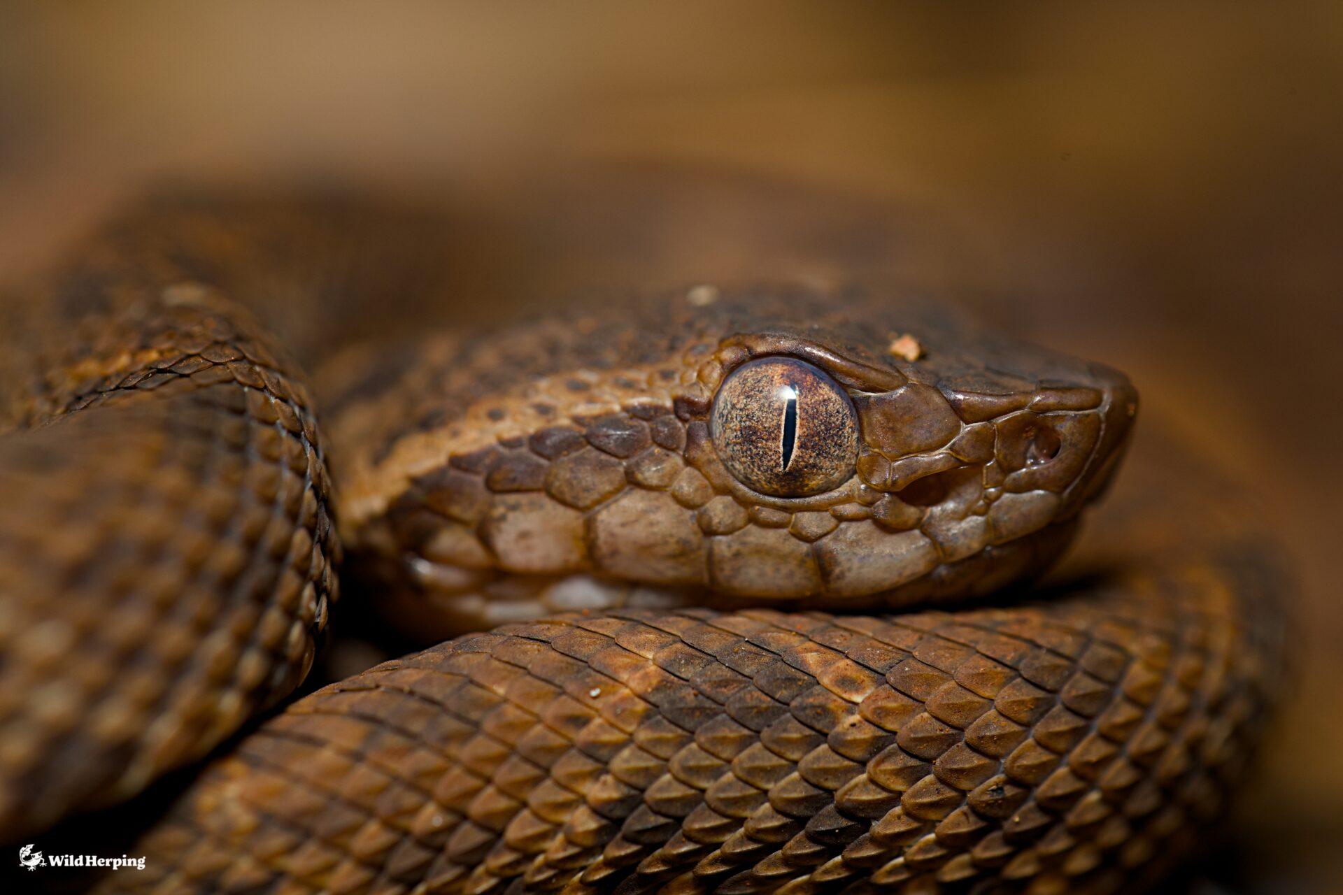 The World’s Most Feared Pit Viper Observed in Colombia’s Chocó ...