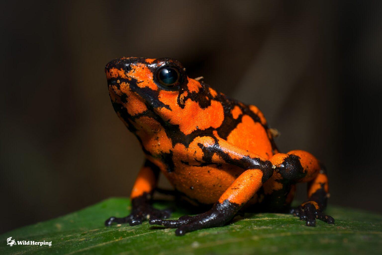 Frogs of the Chocó Rainforest: A Herping Adventure in Colombia ...