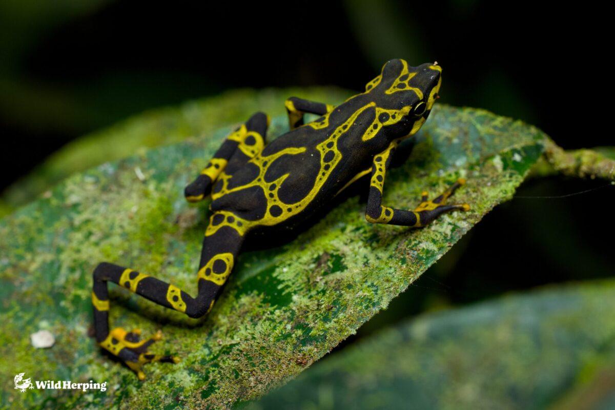 Frogs of the Chocó Rainforest: A Herping Adventure in Colombia ...