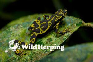 Frogs of the Chocó Rainforest: A Herping Adventure in Colombia ...