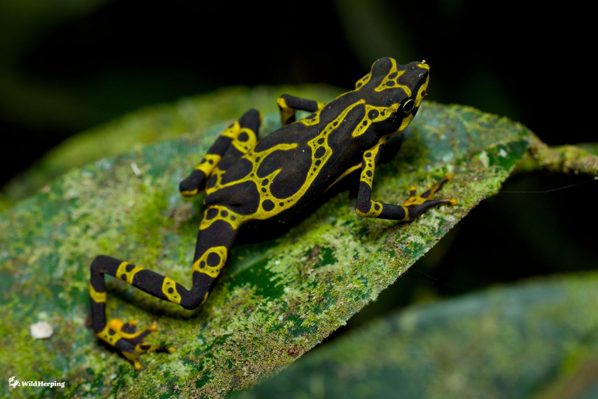 Frogs of the Chocó Rainforest: A Herping Adventure in Colombia ...