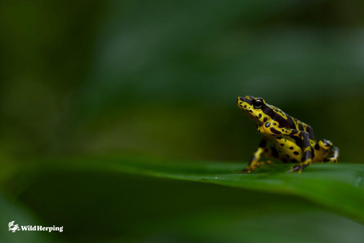 Frogs of the Chocó Rainforest: A Herping Adventure in Colombia ...