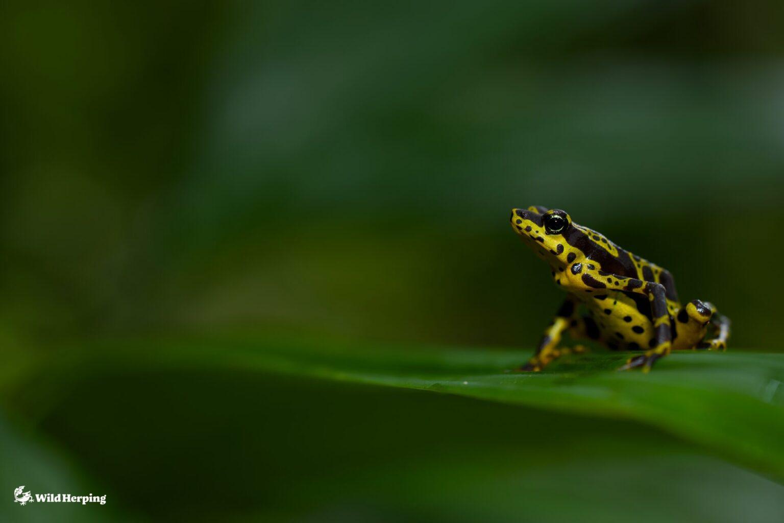 Frogs of the Chocó Rainforest: A Herping Adventure in Colombia ...