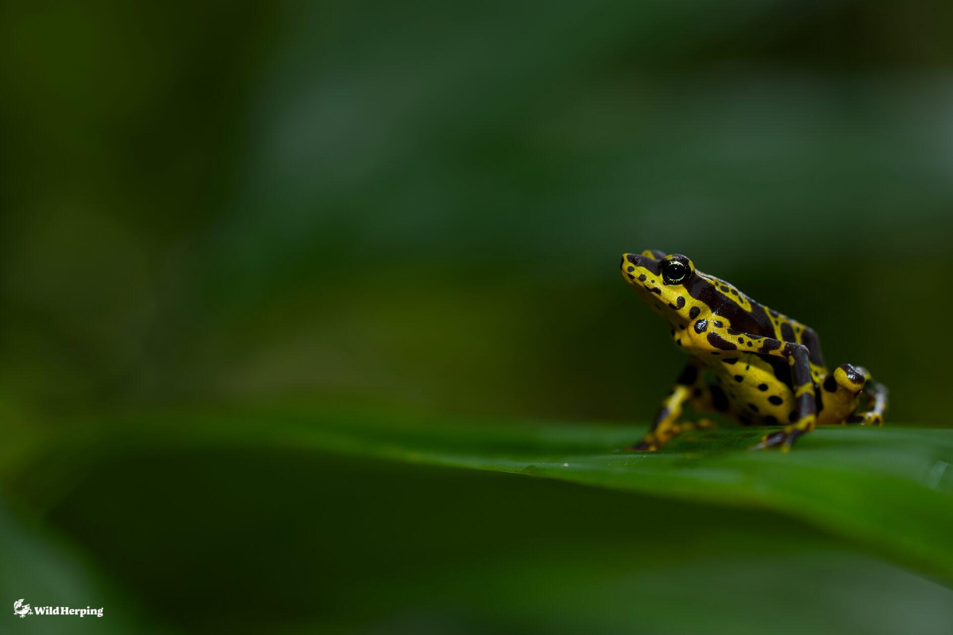 Frogs of the Chocó Rainforest: A Herping Adventure in Colombia ...