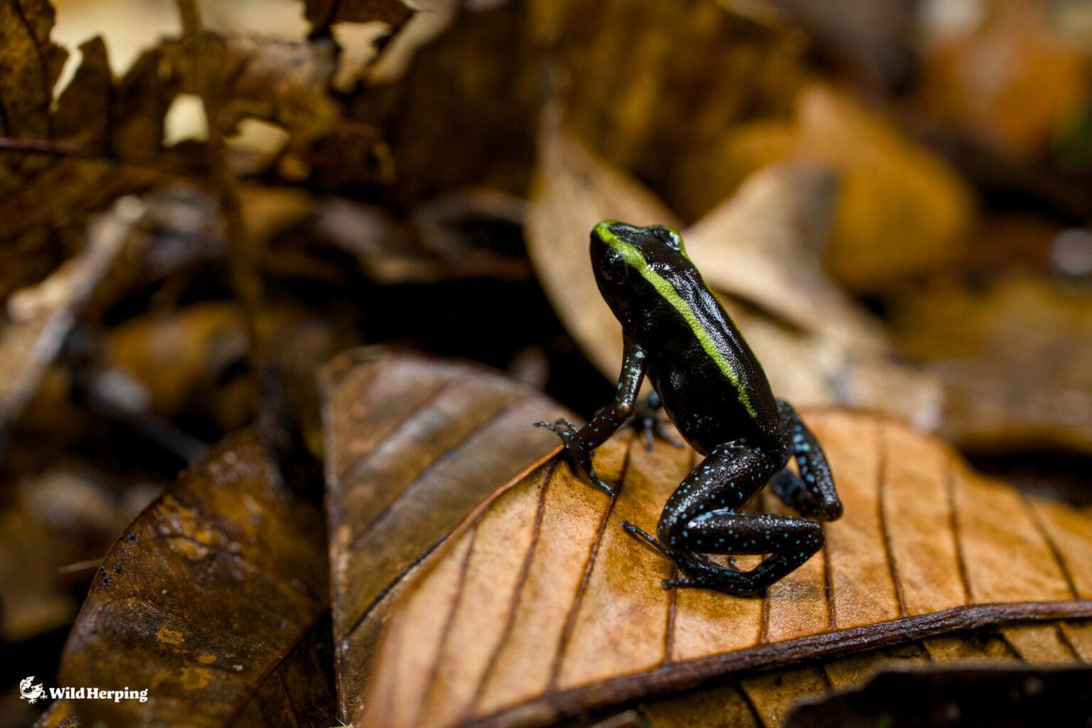 Frogs of the Chocó Rainforest: A Herping Adventure in Colombia ...