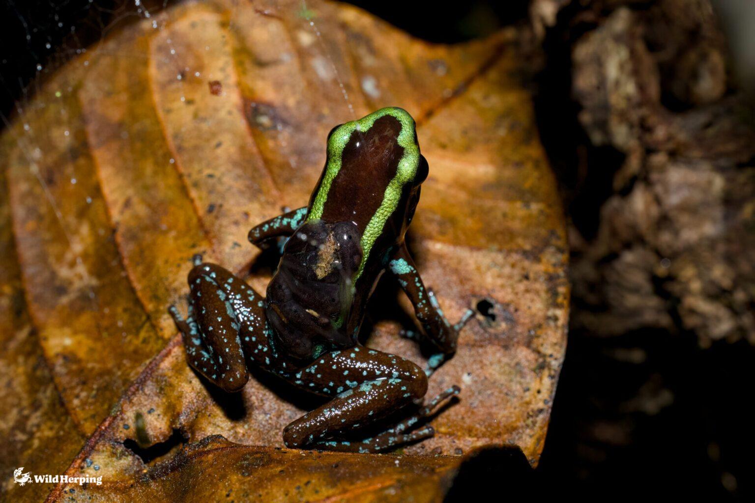 Frogs of the Chocó Rainforest: A Herping Adventure in Colombia ...