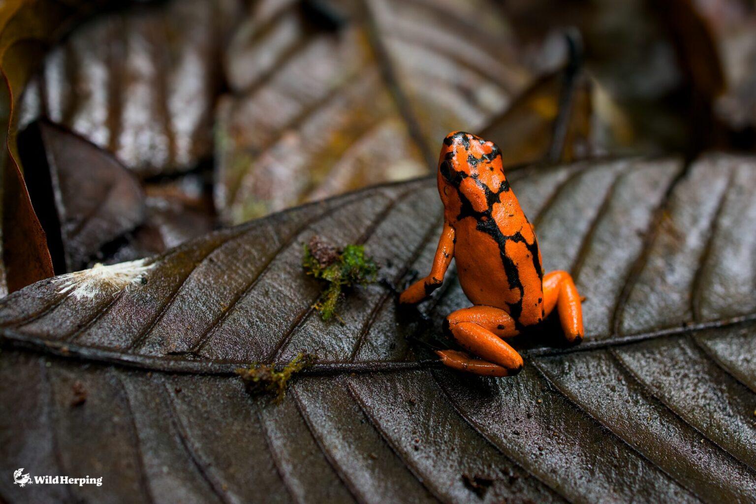 Frogs of the Chocó Rainforest: A Herping Adventure in Colombia ...