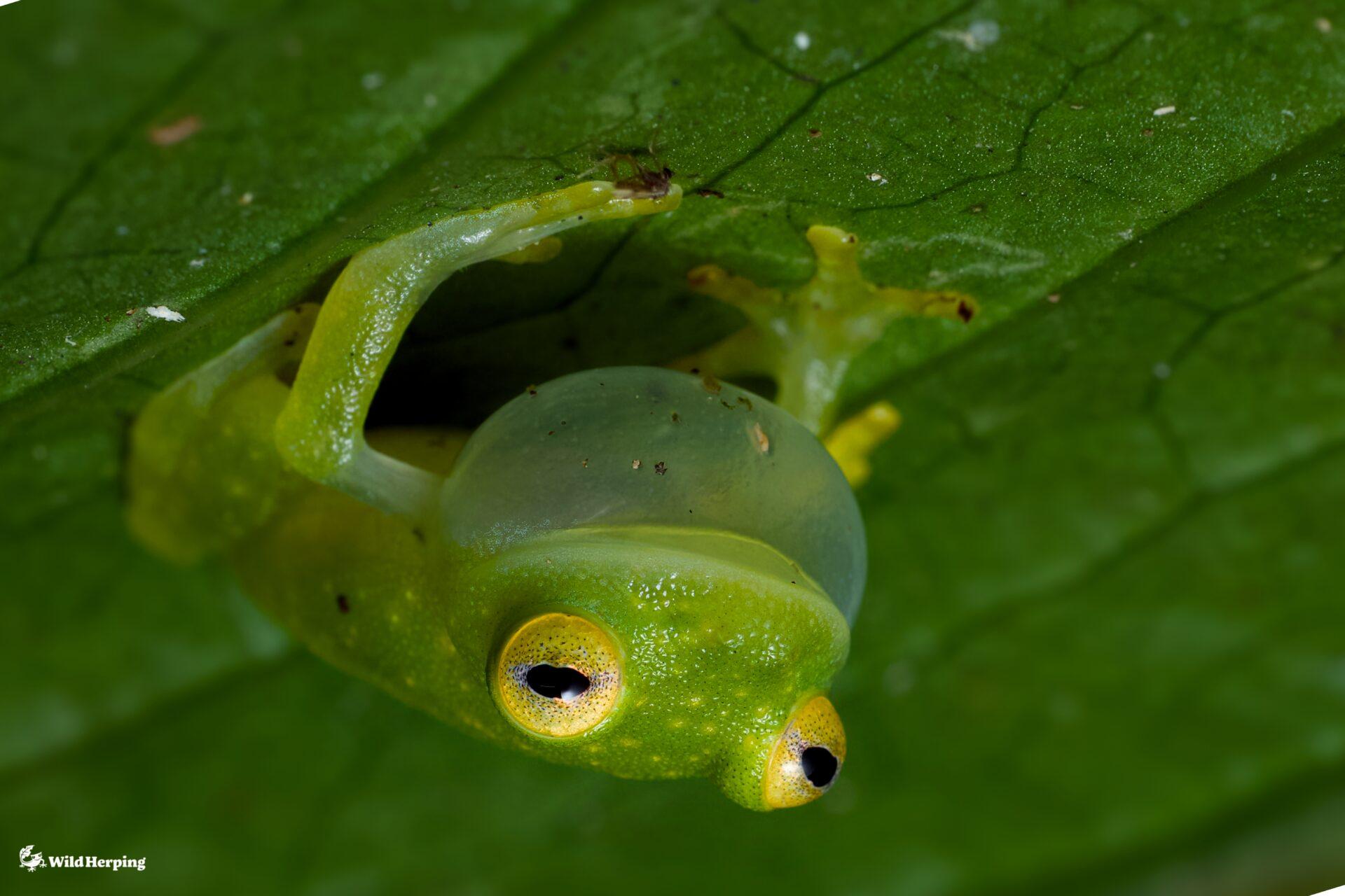Frogs of the Chocó Rainforest: A Herping Adventure in Colombia ...