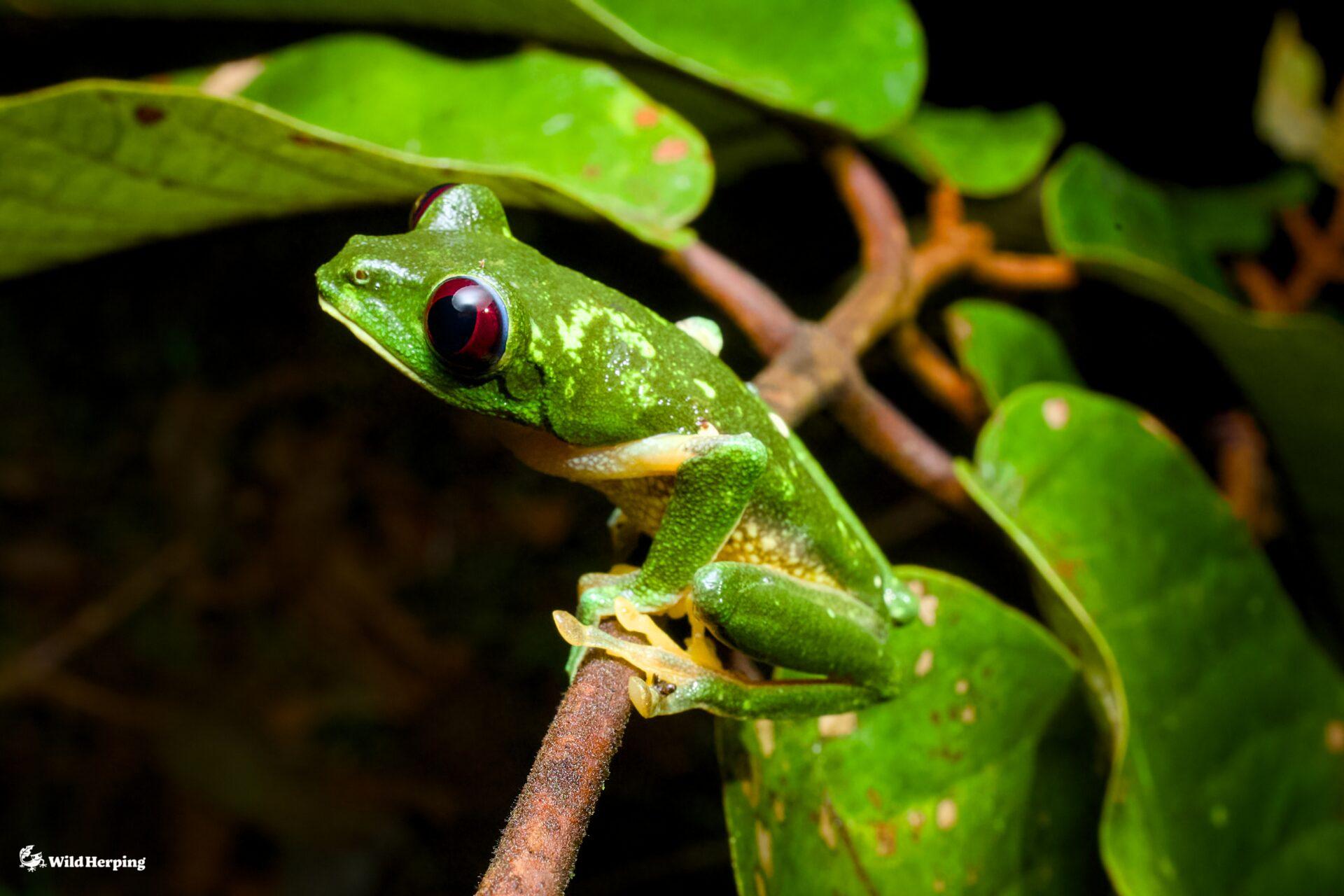 Frogs of the Chocó Rainforest: A Herping Adventure in Colombia ...