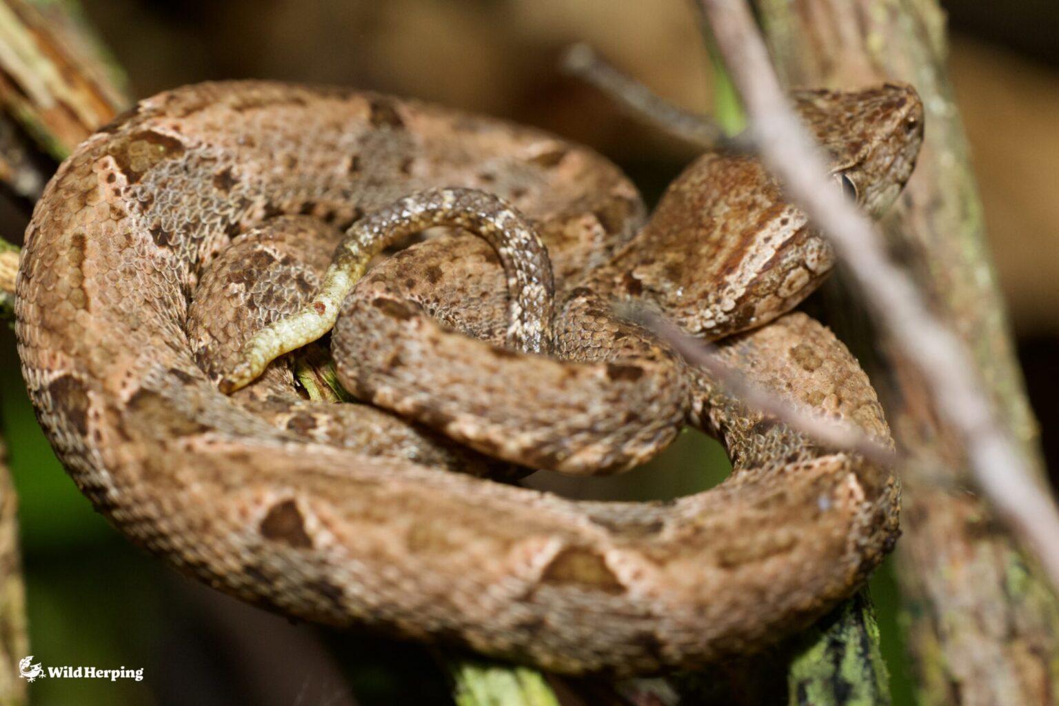 The World’s Most Feared Pit Viper Observed in Colombia’s Chocó ...