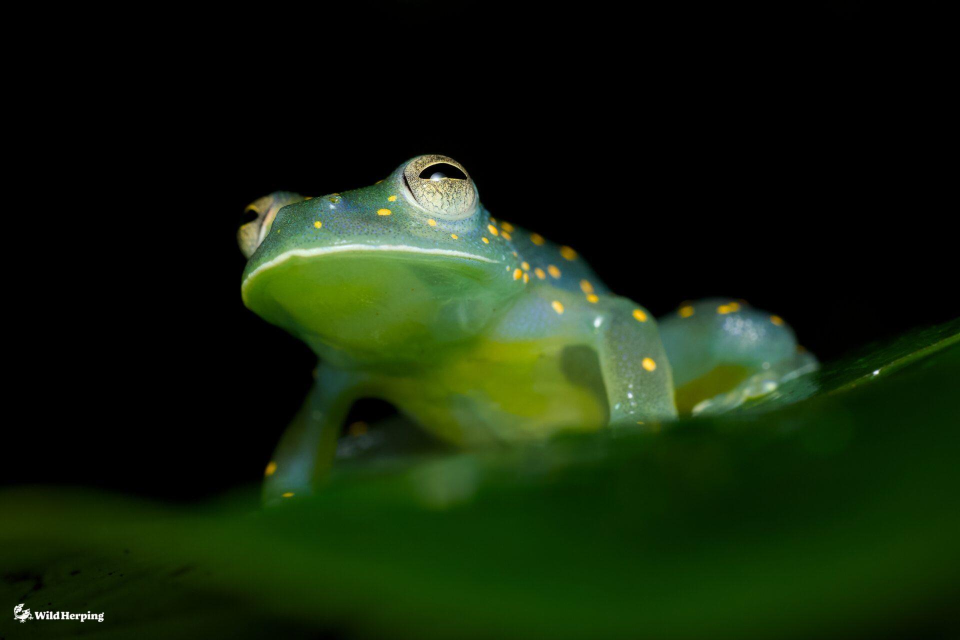 Frogs of the Chocó Rainforest: A Herping Adventure in Colombia ...