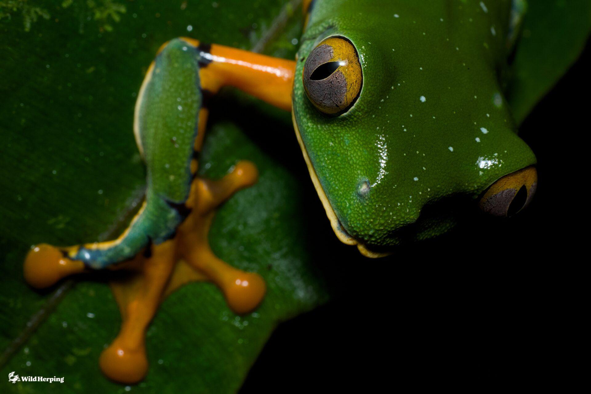 Frogs of the Chocó Rainforest: A Herping Adventure in Colombia ...
