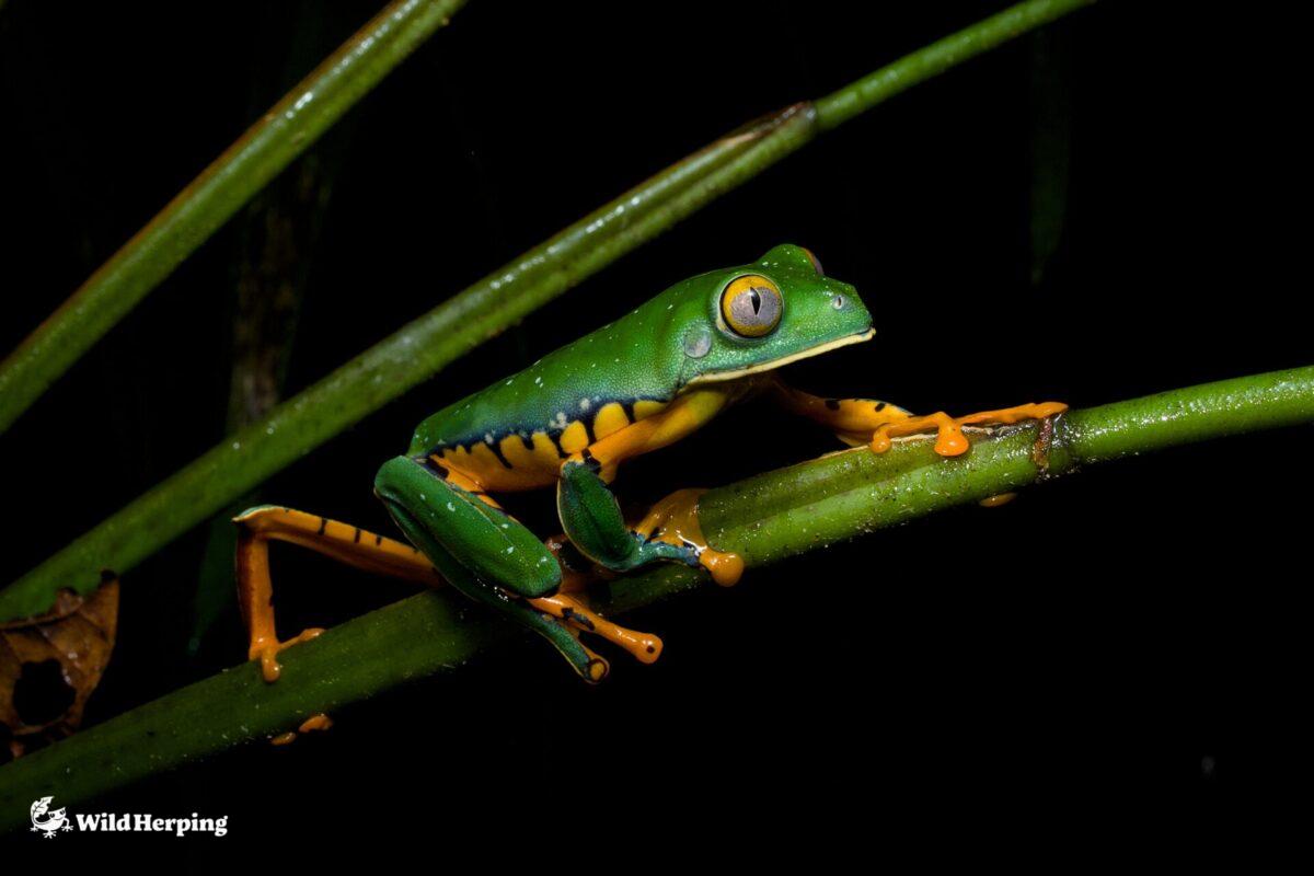 Frogs of the Chocó Rainforest: A Herping Adventure in Colombia ...