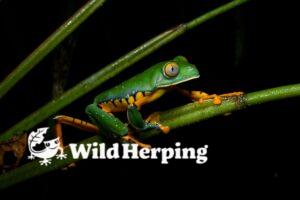 Frogs of the Chocó Rainforest: A Herping Adventure in Colombia ...