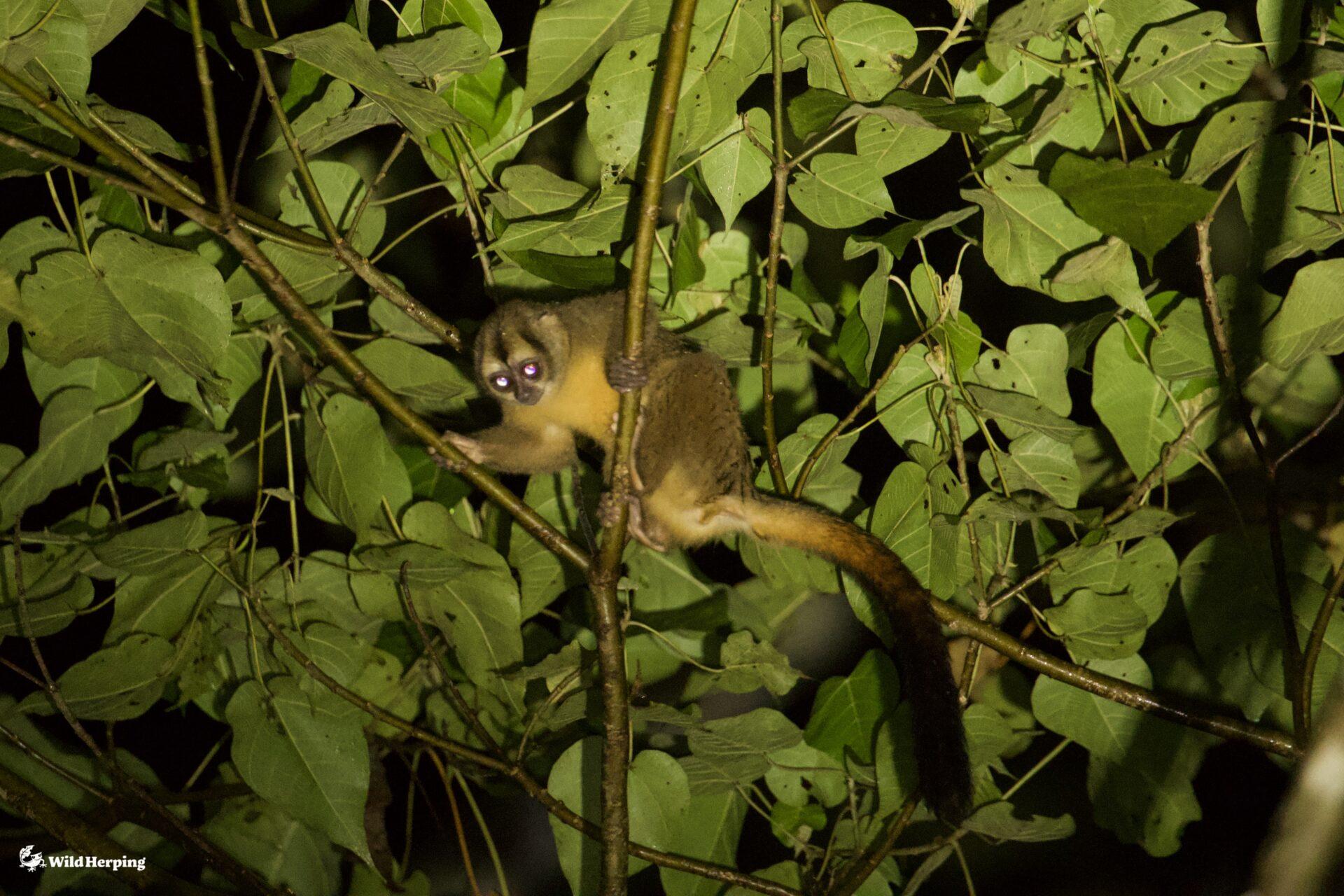 The World’s Only Nocturnal Monkey — The Fascinating Life of the Night ...