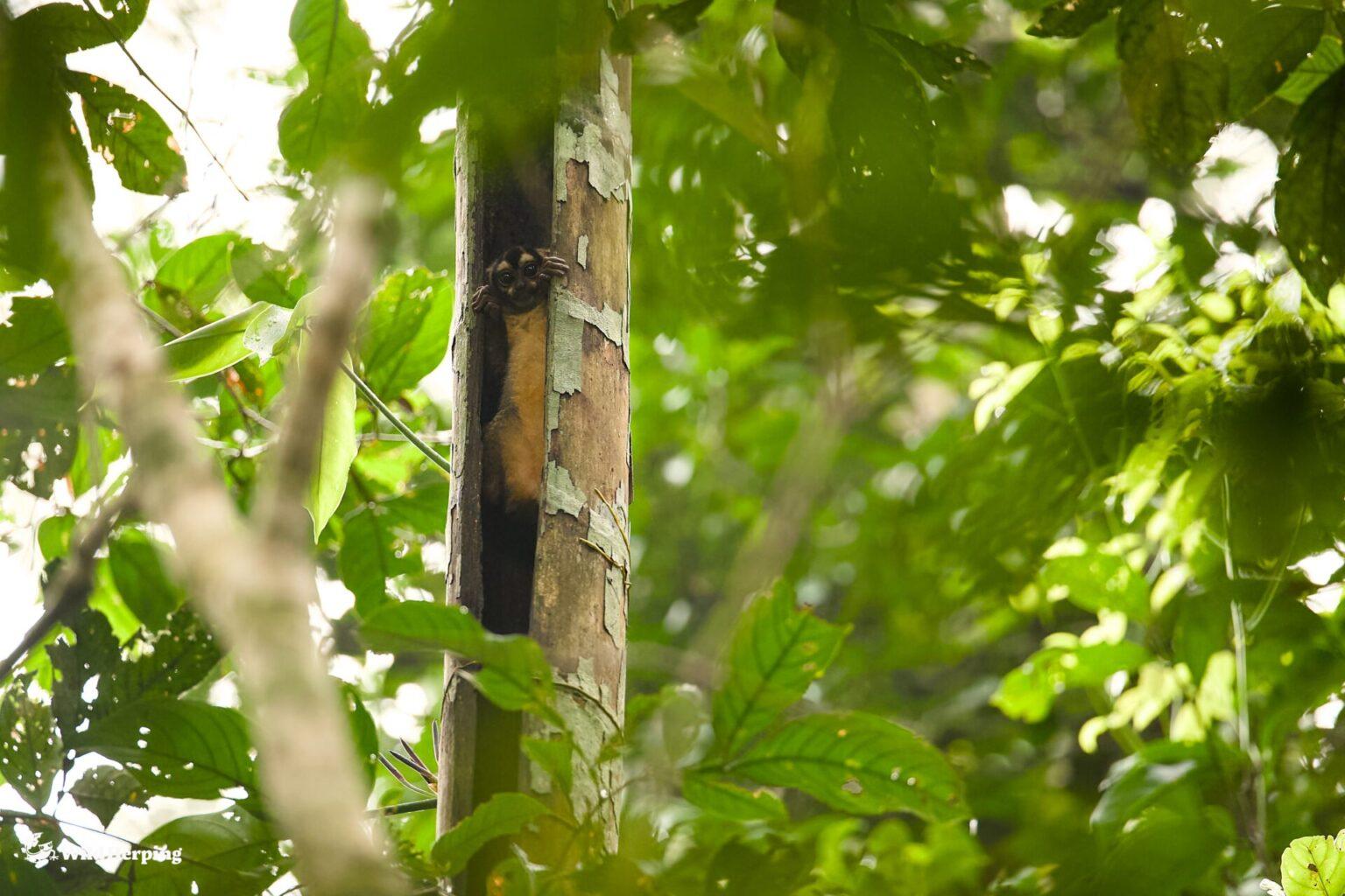 The World’s Only Nocturnal Monkey — The Fascinating Life of the Night ...