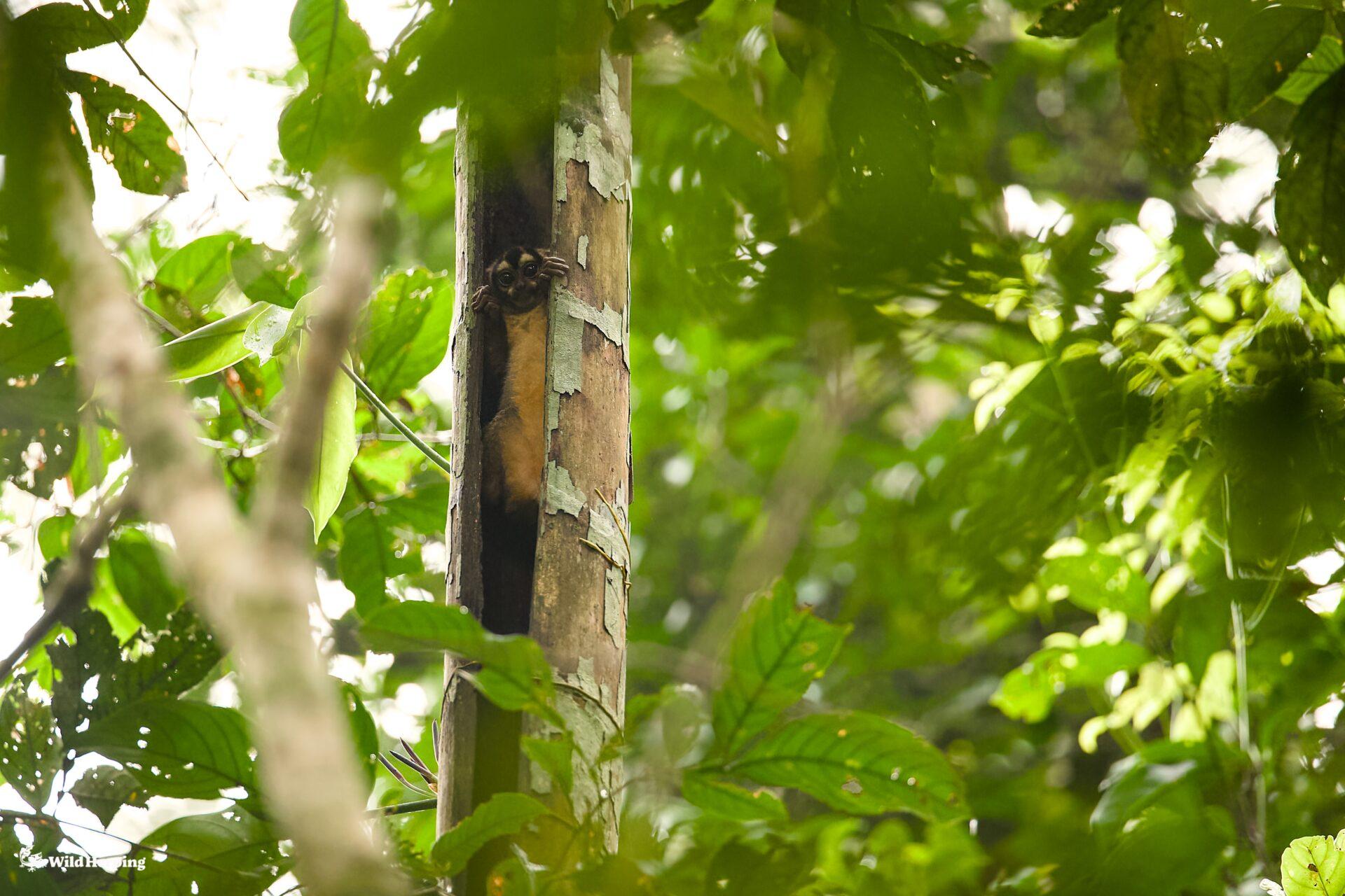 The World’s Only Nocturnal Monkey — The Fascinating Life of the Night ...