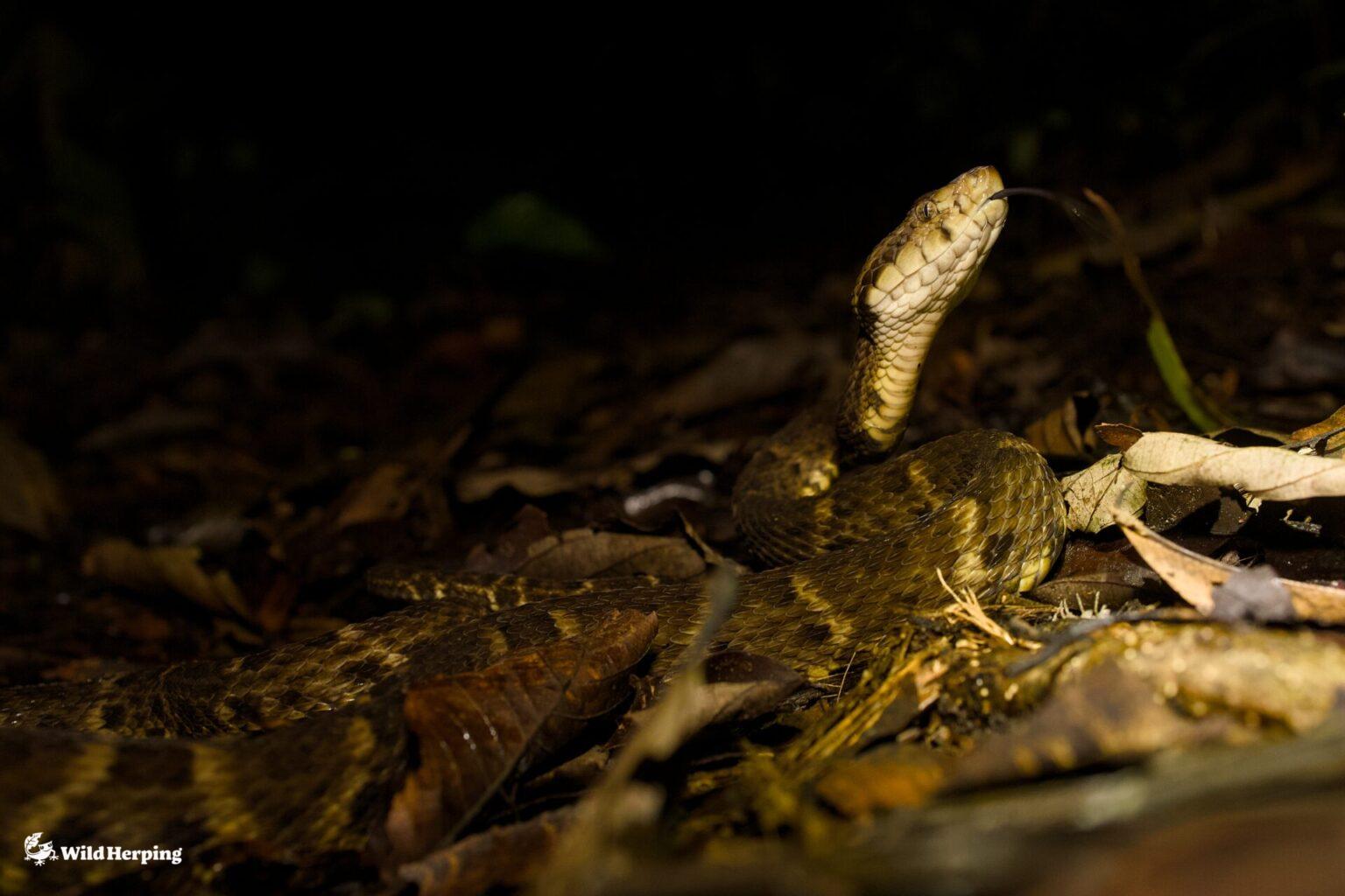 The Most Feared Creature in the Amazon: The Common Lancehead | WildHerping