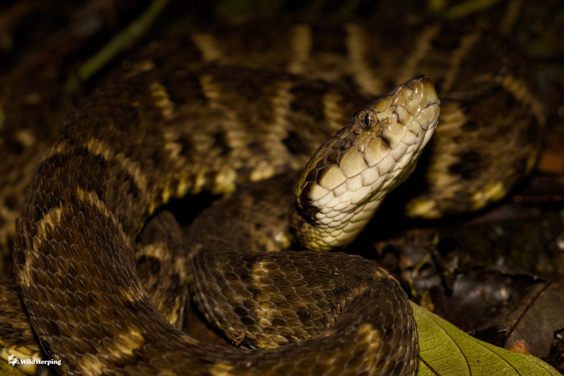The Most Feared Creature in the Amazon: The Common Lancehead | WildHerping