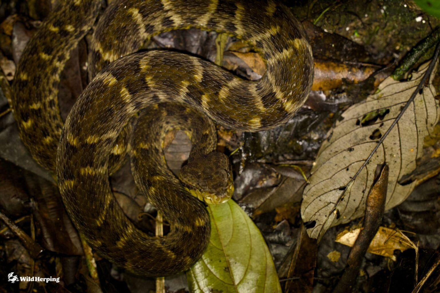 The Most Feared Creature in the Amazon: The Common Lancehead | WildHerping