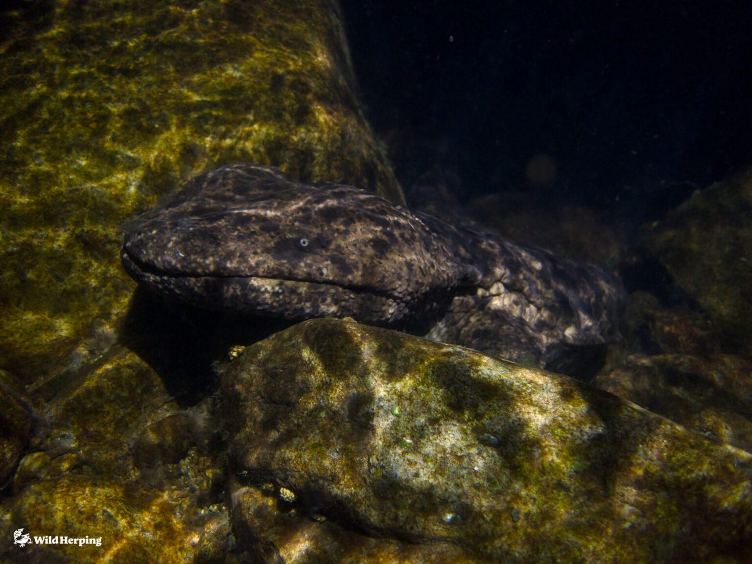 How to Find the Japanese Giant Salamander — the World’s Largest ...