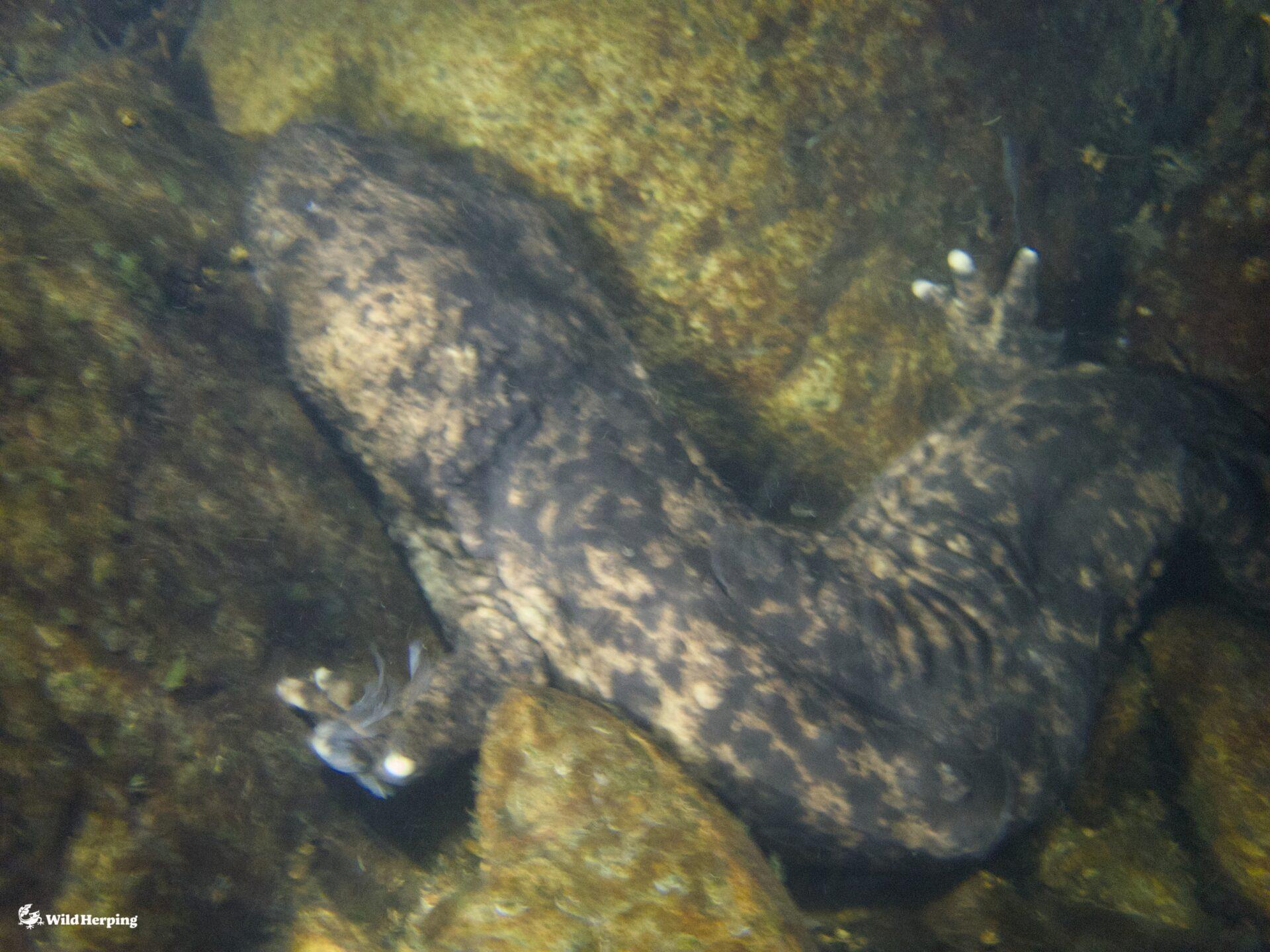 How to Find the Japanese Giant Salamander — the World’s Largest ...