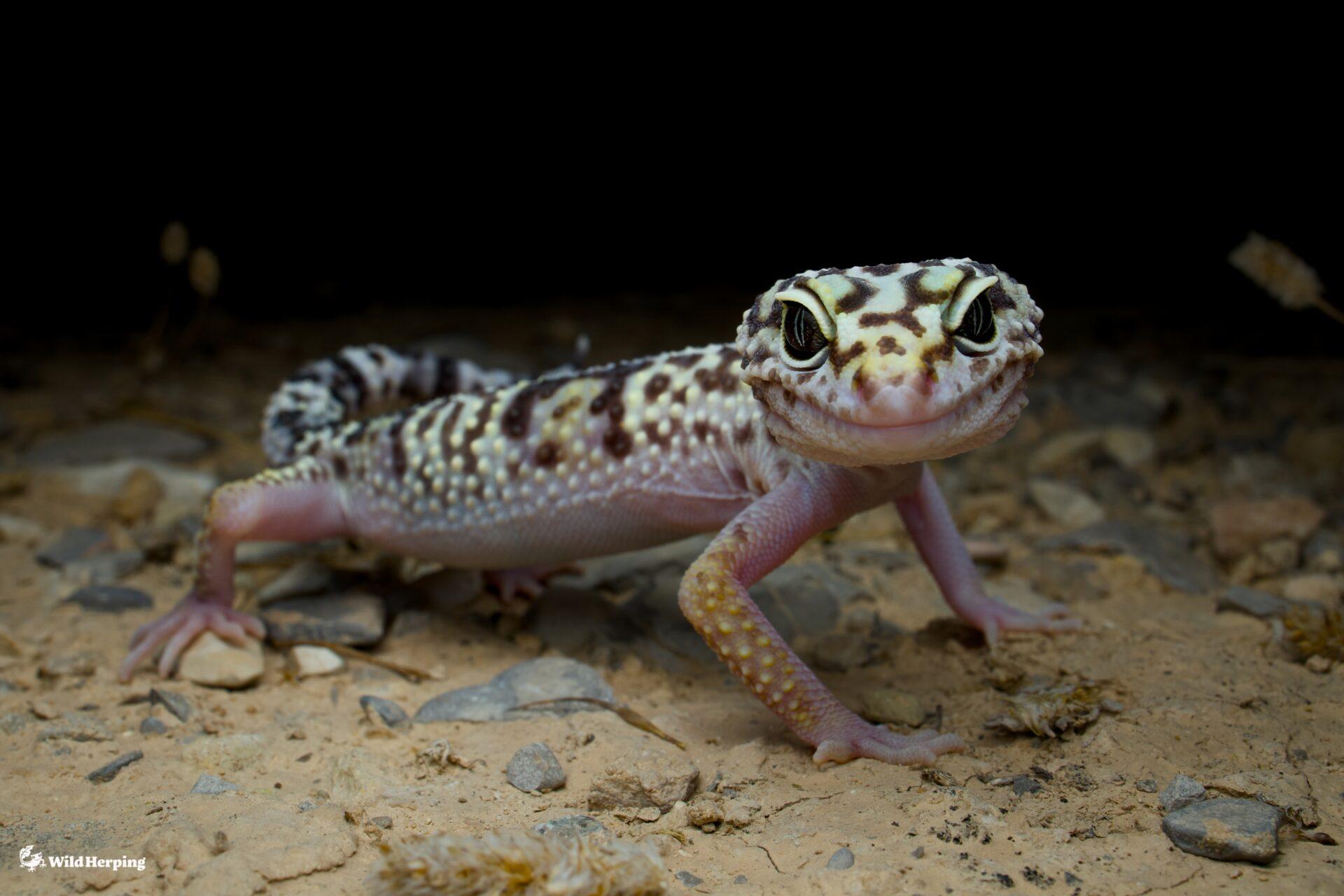 Searching for Wild Leopard Geckos | WildHerping