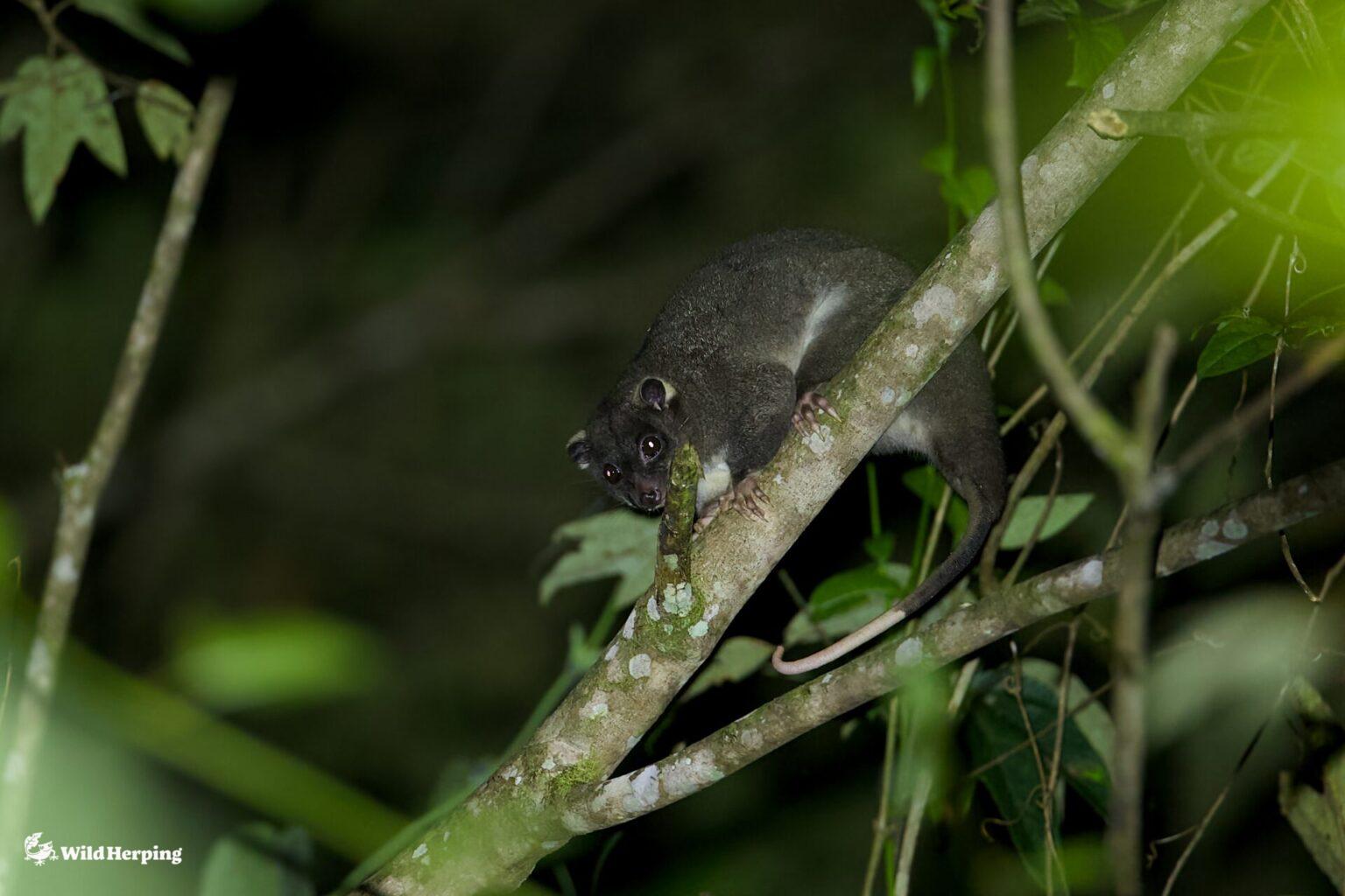 西パプア バードウオッチングレポート②：マノクワリ&アルファック編