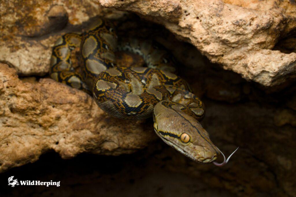How to Find the World’s Largest Wild Snake – Reticulated Python