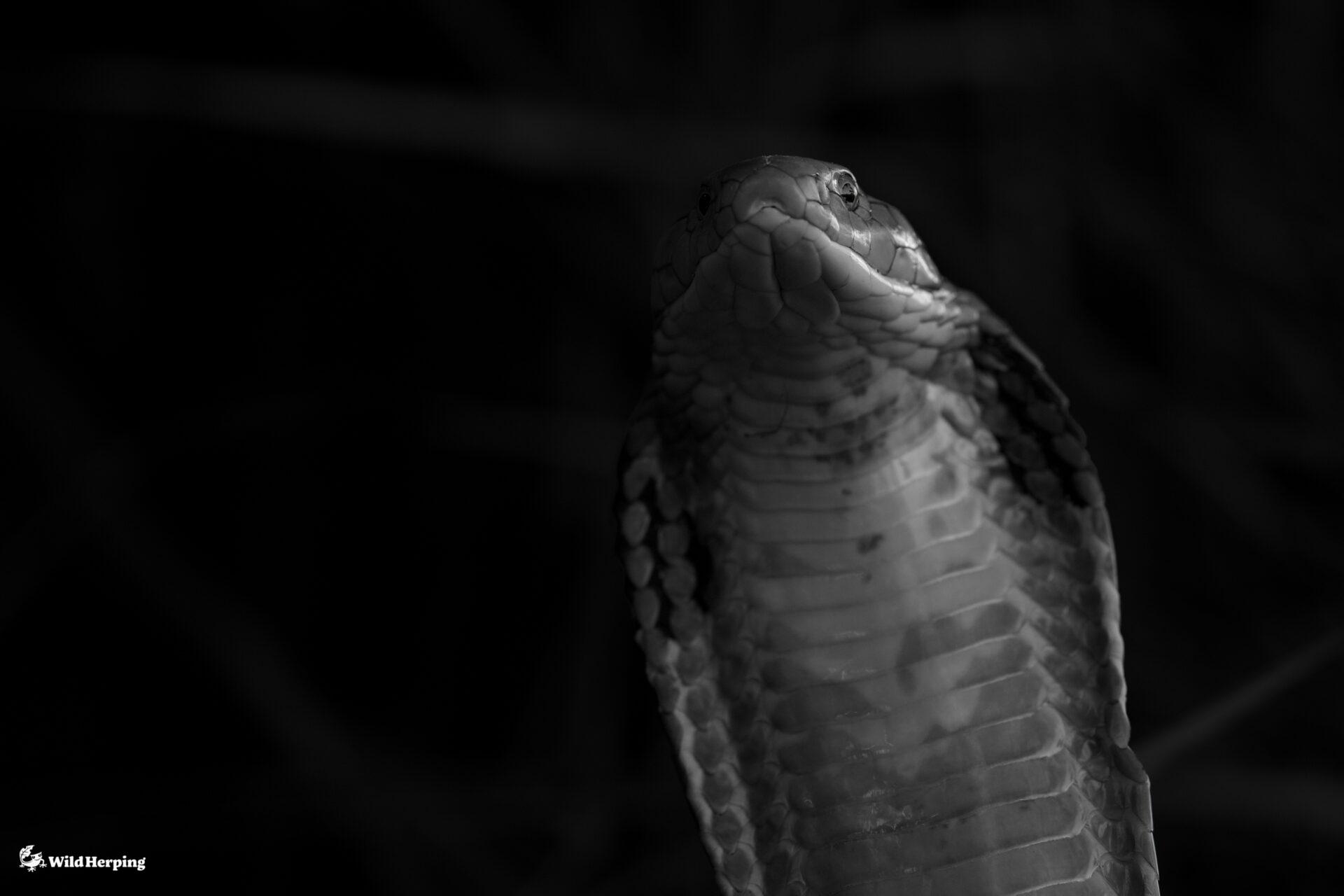 Searching for the King Cobra in Bali